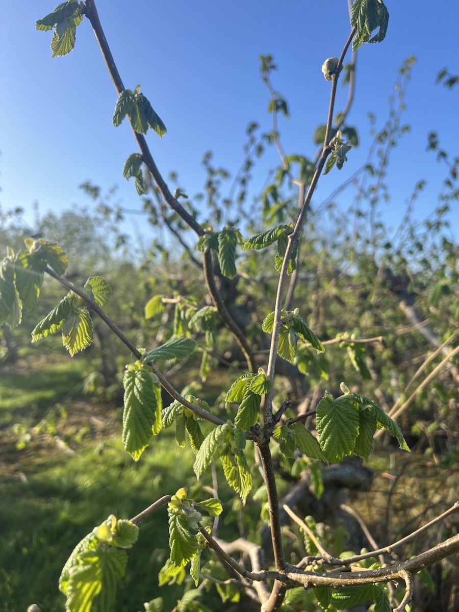 Allens Farm – A Traditional Kentish Farm